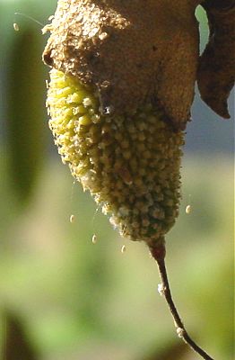 Lacewings - Chrysopidae - Books